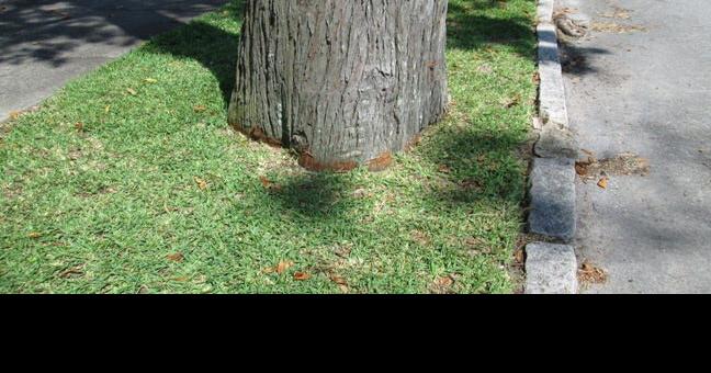 Tom Glasgow: Keeping trees in good standing | Opinion | newbernsj.com