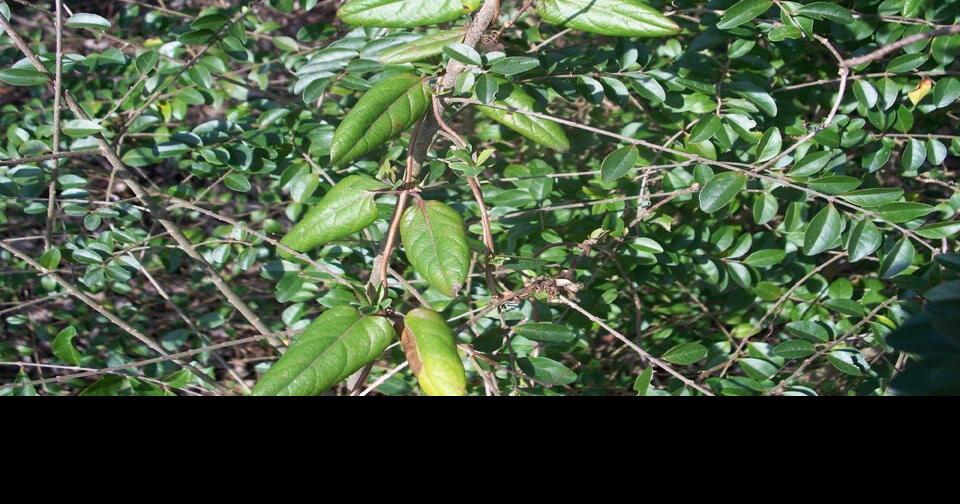 Tom Glasgow: Invasive non-native plants run wild | Opinion | newbernsj.com