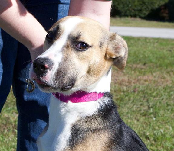 Pets of the Week | Local News | newbernsj.com