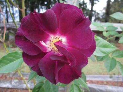 Home and Garden: Night Owl is a striking option for rose gardens ...
