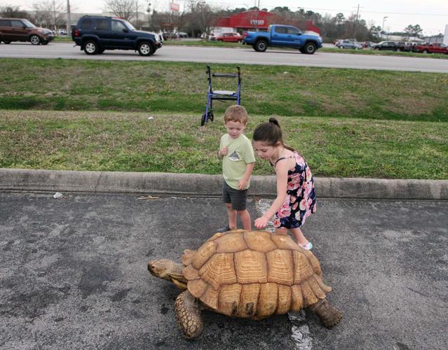 The Turtle Man brings the world's largest species of tortoise to New ...