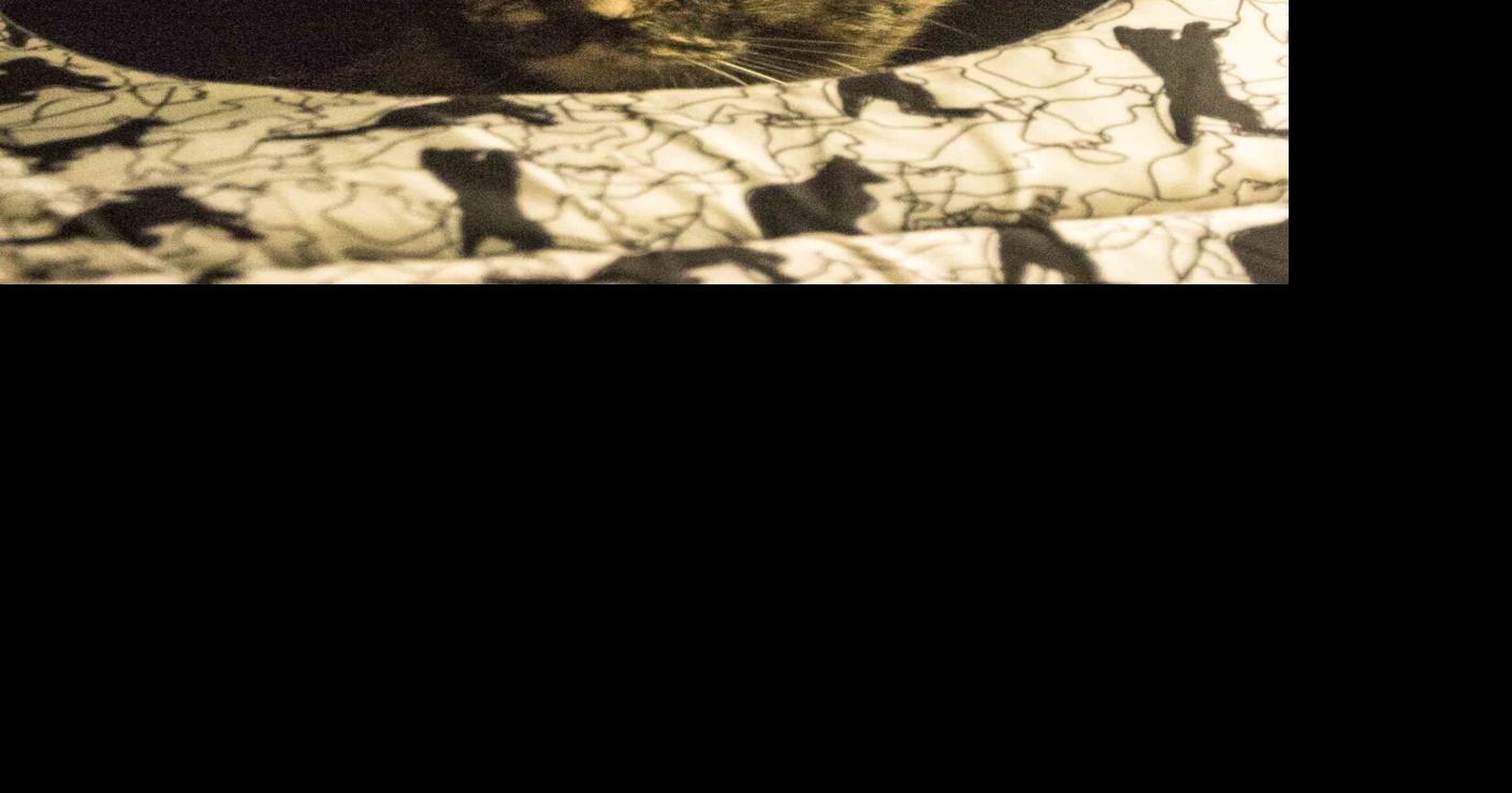 PHOTOS: Colonial Capital Pets of the Week | Local News | newbernsj.com