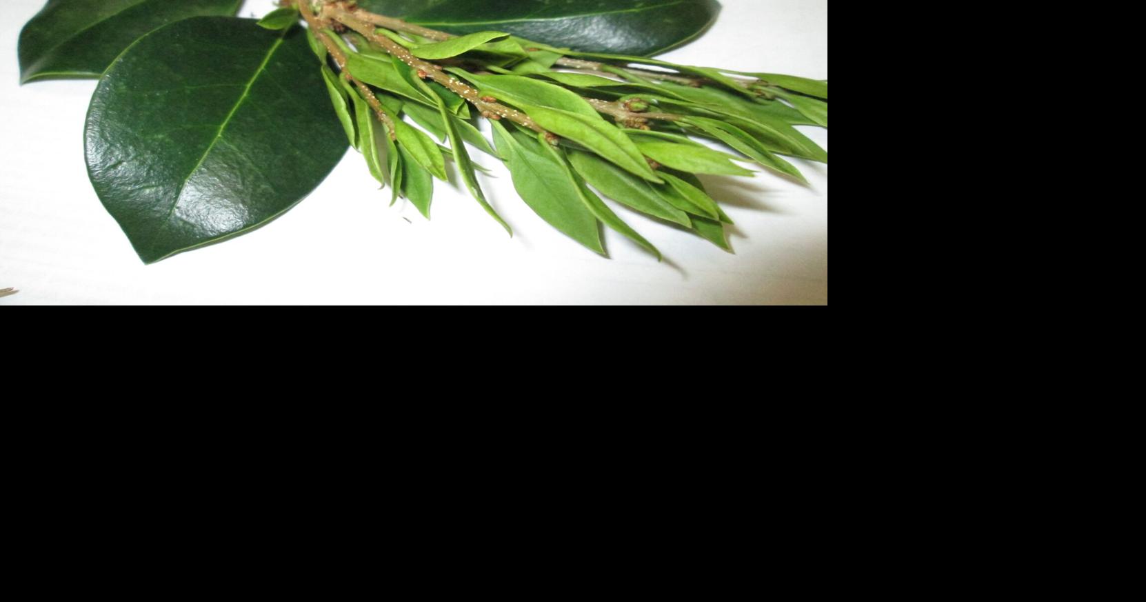 Tom Glasgow: Which herbicide is the culprit? | Features | newbernsj.com