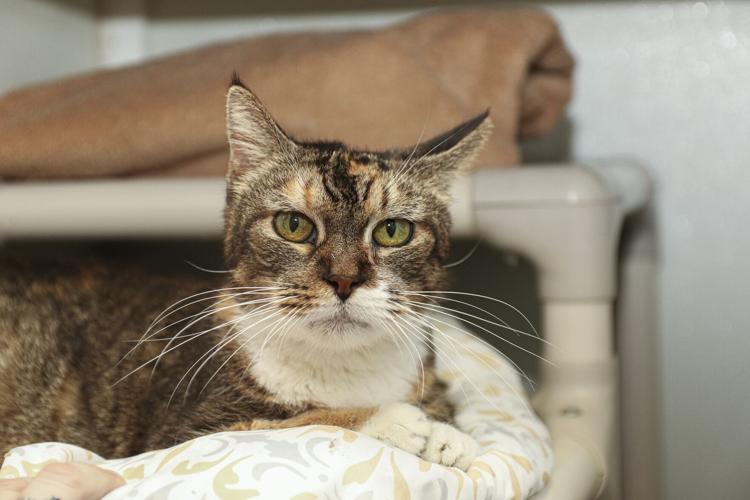 A $10,000 homeless cat | Local News | newbernsj.com