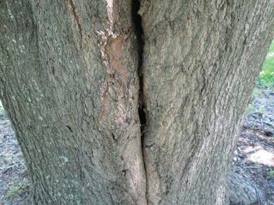 Home and Garden: Watch for signs of root rot, wood decay in trees ...