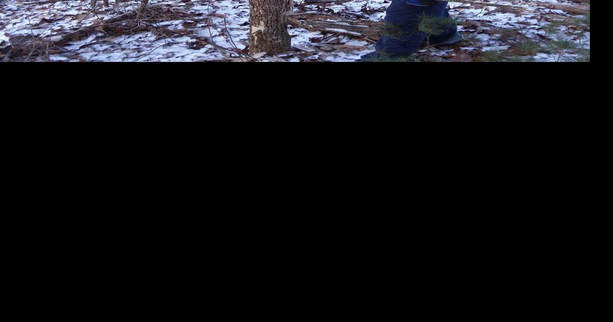 Bears are known to mark territory by clawing tree trunks | Features ...