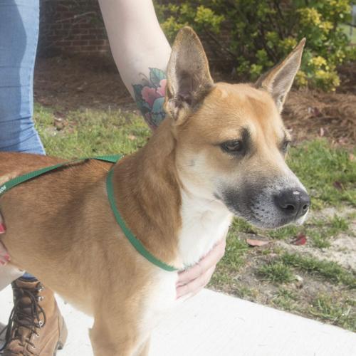 PHOTOS: Craven-Pamlico Pets of the Week | Local News | newbernsj.com