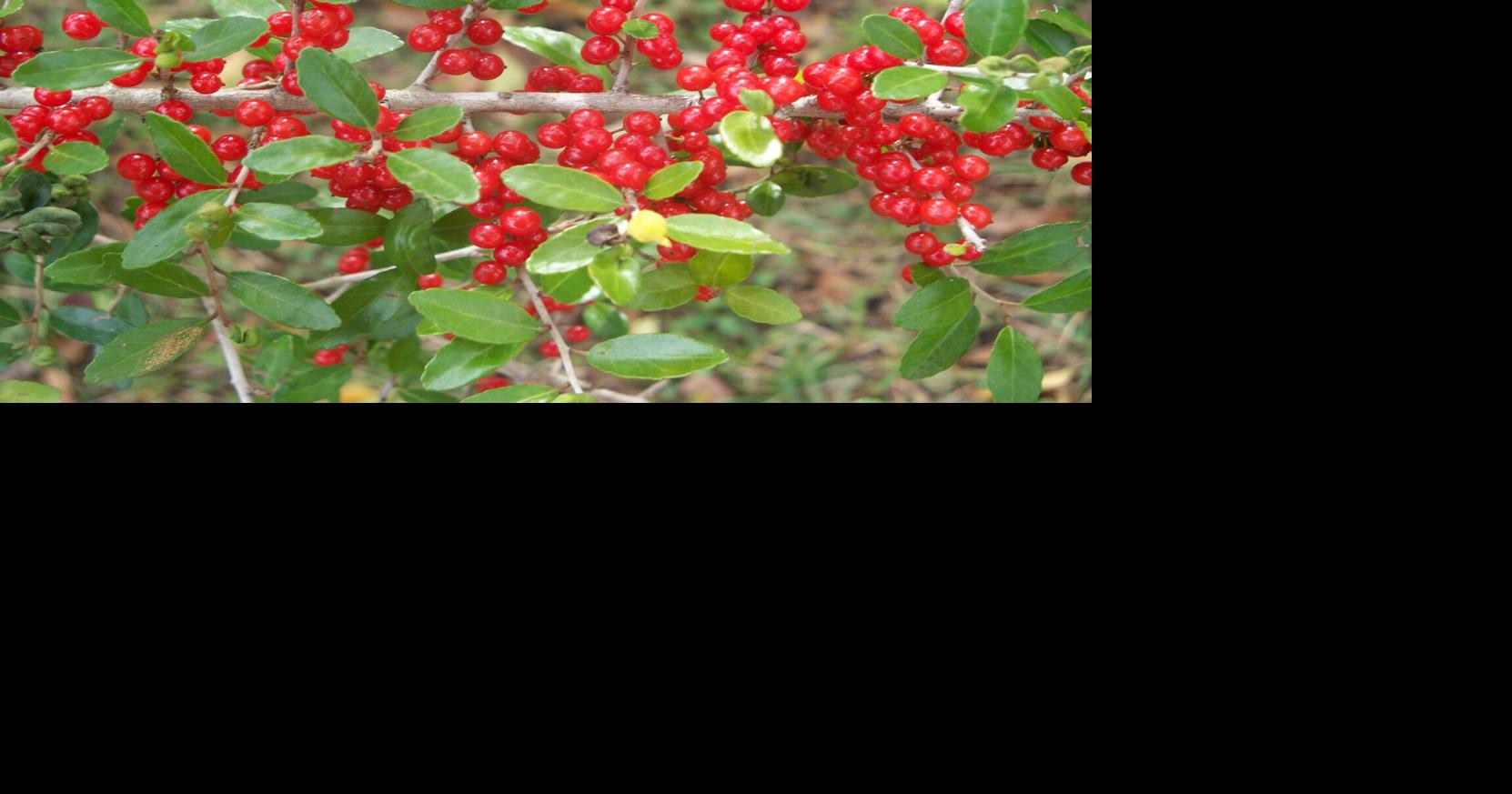Tom Glasgow: Large shrubs well-suited for fall | Opinion | newbernsj.com