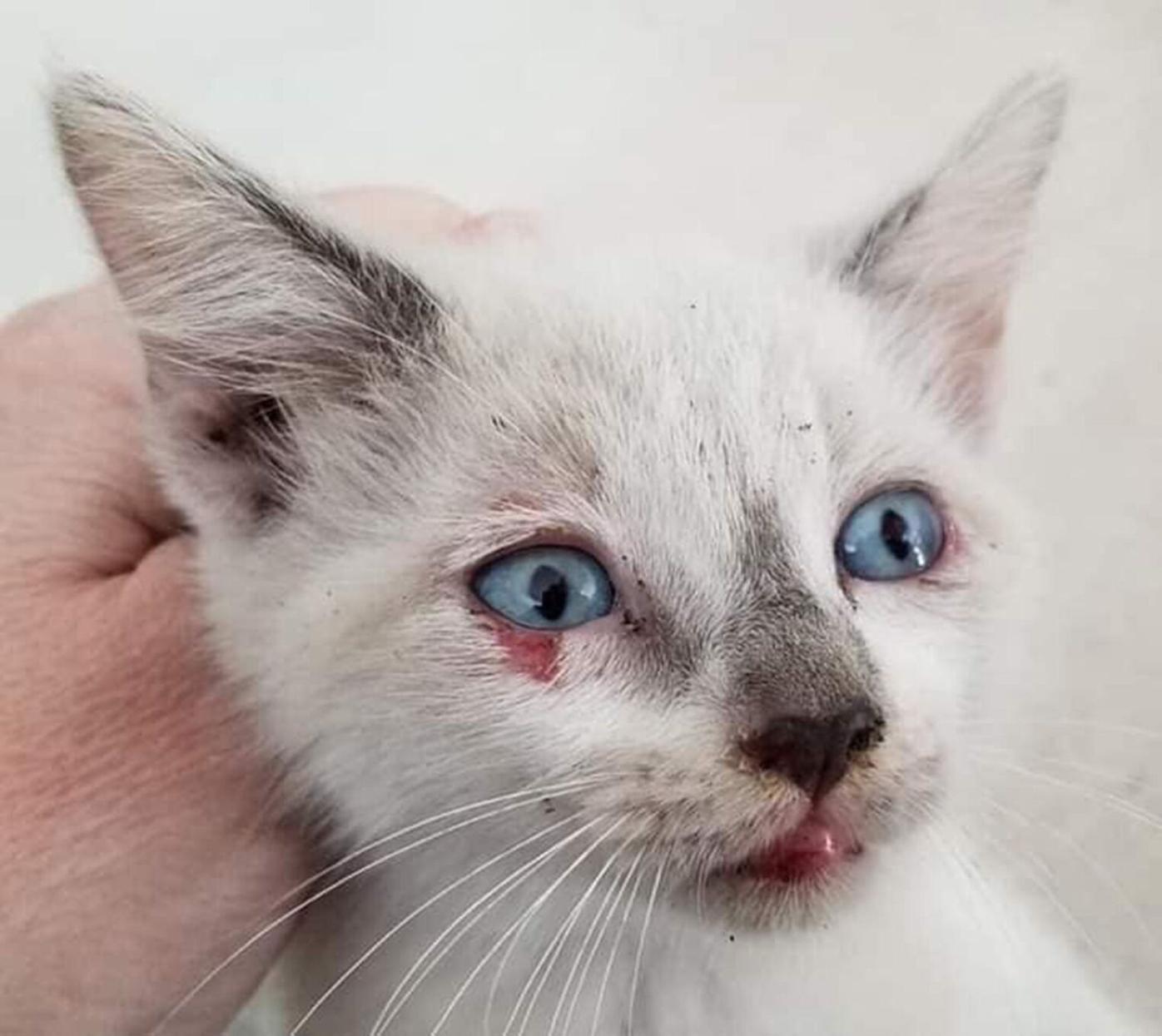 Sheriff: People are throwing cats from vehicles on Neuse River Bridge ...