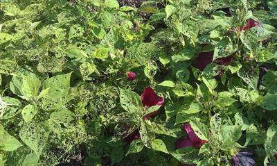 Tom Glasgow: Hibiscus sawfly causing damage in the summer months ...