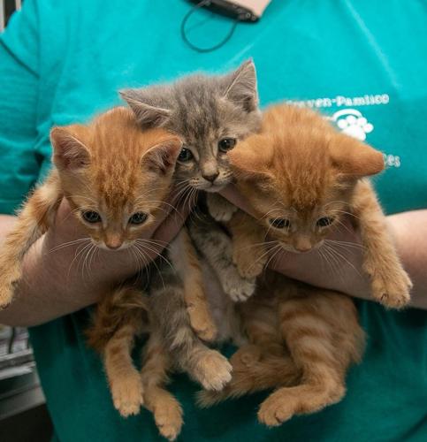 Craven-Pamlico pets of the week | Local News | newbernsj.com