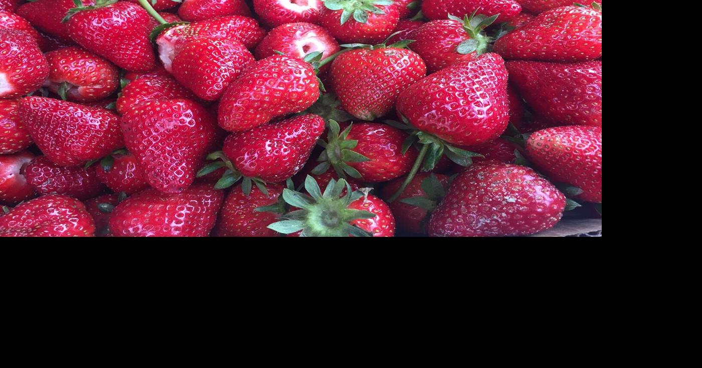 It’s berry-picking season | Local News | newbernsj.com