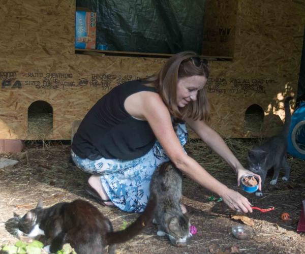 Woman aims for program to spay and neuter Bridgeton cat population ...