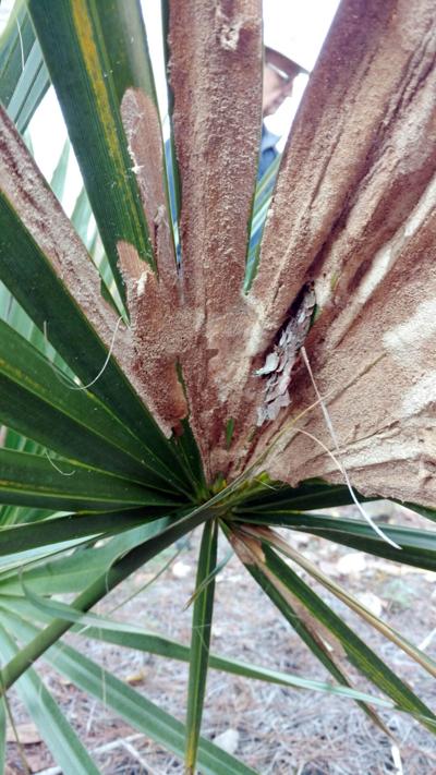 Palm leaf skeletonizer is possible in area | Features | newbernsj.com