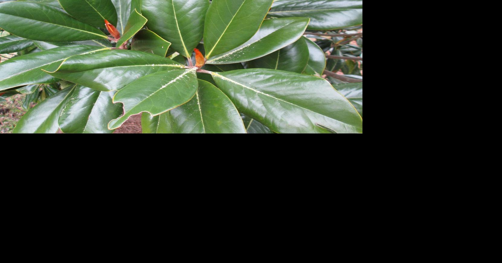 Tom Glasgow: Five native plants for your landscaping project | Opinion ...