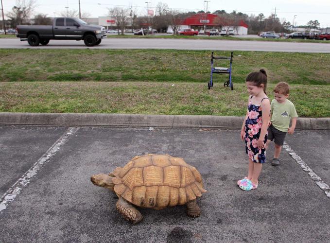 The Turtle Man brings the world's largest species of tortoise to New ...
