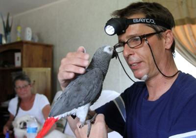 Fine feathered friends: Havelock man’s job is for the birds | Local ...