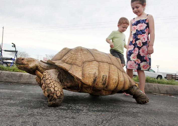 The Turtle Man brings the world's largest species of tortoise to New ...
