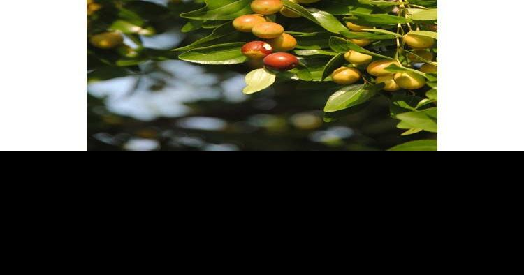Tom Glasgow: Plan for trees to survive on rainfall alone | Features ...