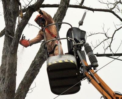 Historic tree comes down in downtown New Bern | Local News | newbernsj.com