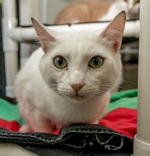 Colonial Capital pets of the week | Local News | newbernsj.com