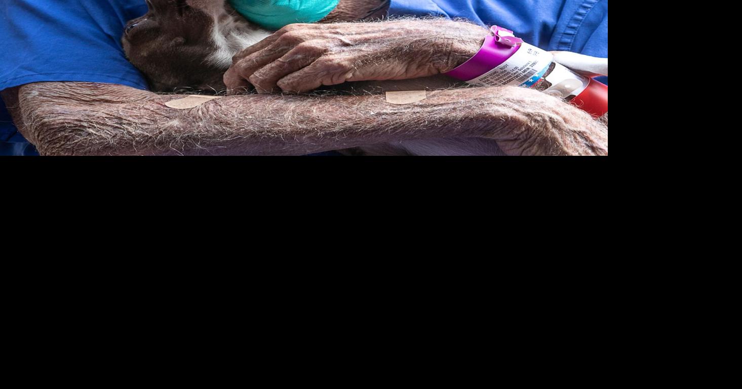 Bubu the dog saves her owner’s life after stroke | Features | newbernsj.com