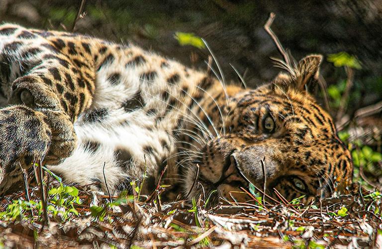 Carolina Tiger Rescue lets you spend the day with rescued big cats ...