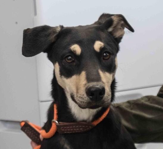 Photo gallery: Craven-Pamlico pets of the week | Local News | newbernsj.com