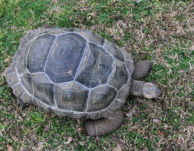The Turtle Man brings the world's largest species of tortoise to New ...