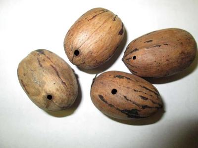 Home and garden: Time to prevent damage from pecan weevils | Features ...