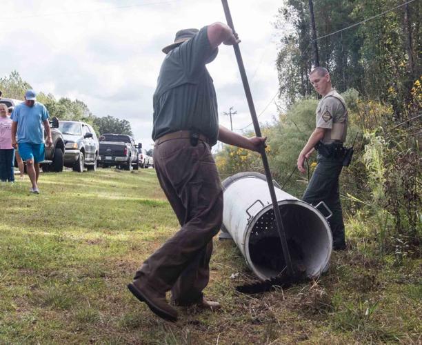 Pamlico alligator relocated; state approves new alligator program ...