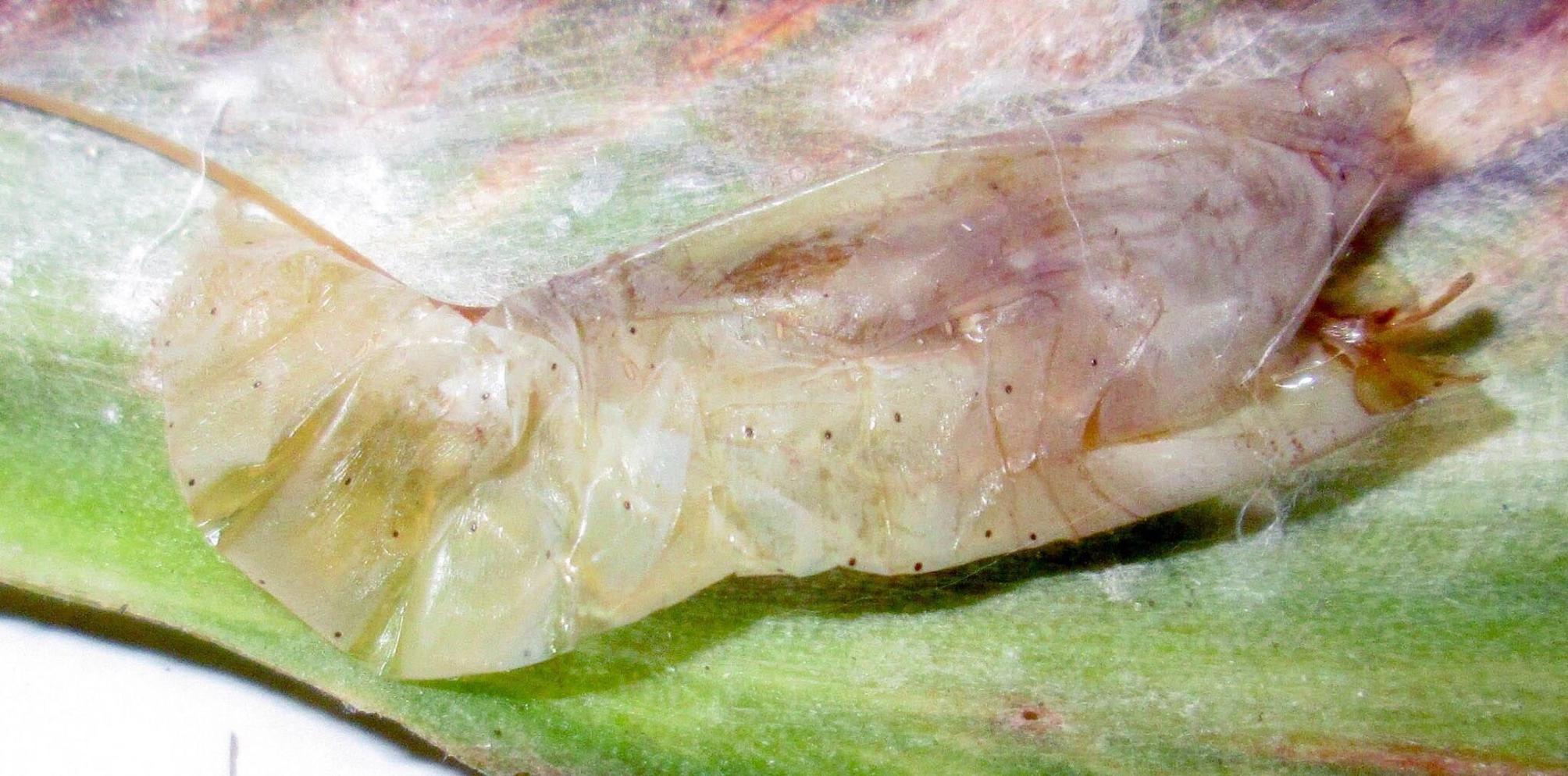 Canna leafrollers can be a challenge | Features | newbernsj.com