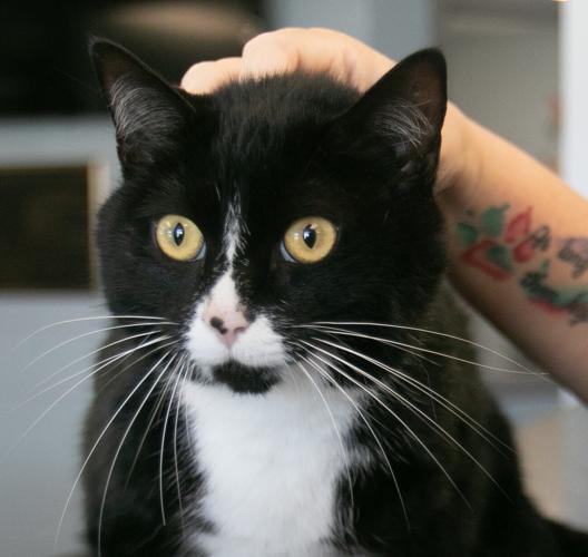 Photos: Colonial Capital pets of the week | Local News | newbernsj.com