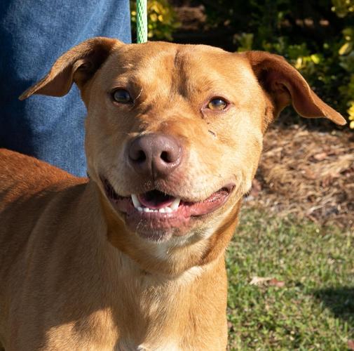 PHOTOS: Craven-Pamlico pets of the week | Local News | newbernsj.com