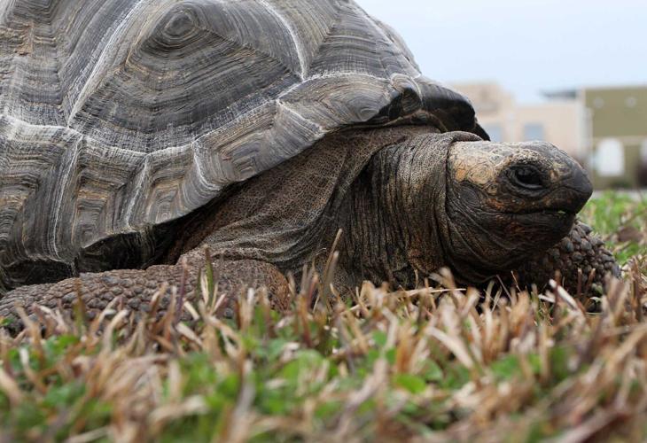 The Turtle Man brings the world's largest species of tortoise to New ...