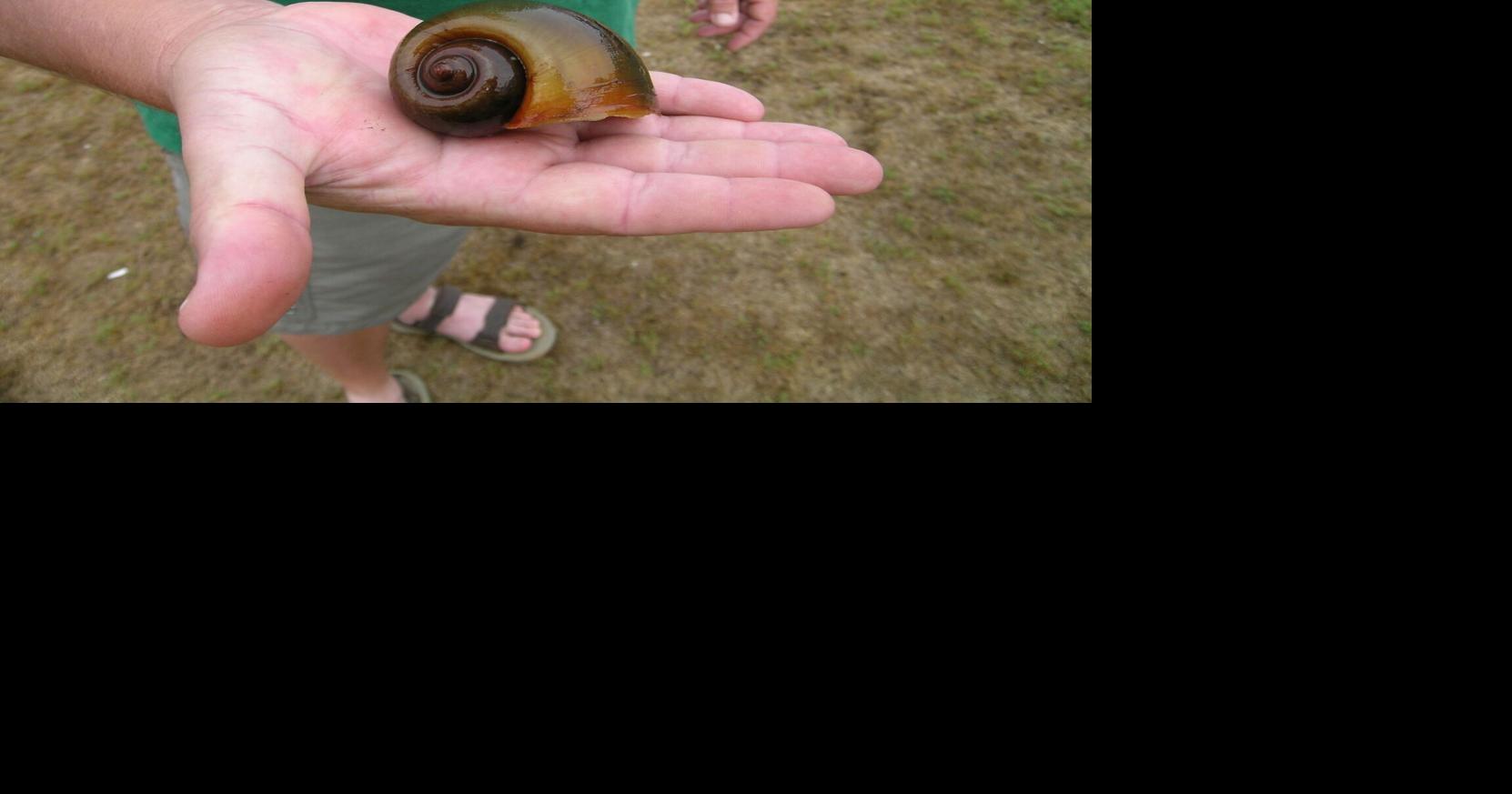 Invasive Apple Snails confirmed in North Carolina, damaging aquatic ...