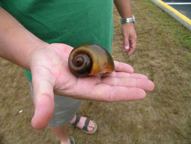 Invasive Apple Snails confirmed in North Carolina, damaging aquatic ...