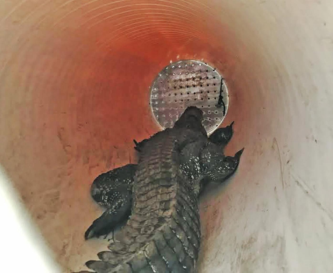Pamlico alligator relocated; state approves new alligator program ...