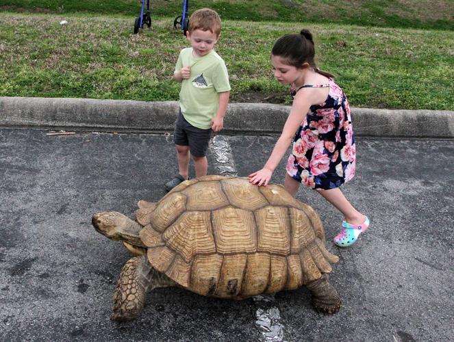 The Turtle Man brings the world's largest species of tortoise to New ...