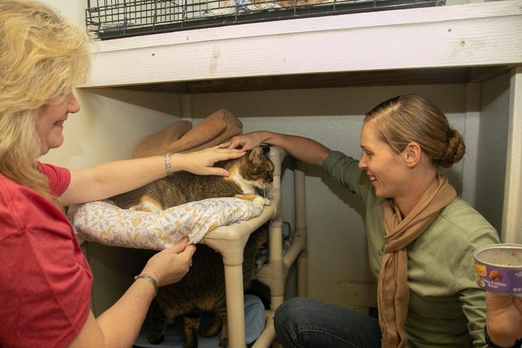 A $10,000 homeless cat | Local News | newbernsj.com