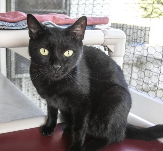 Photos: Colonial Capital pets of the week | Local News | newbernsj.com