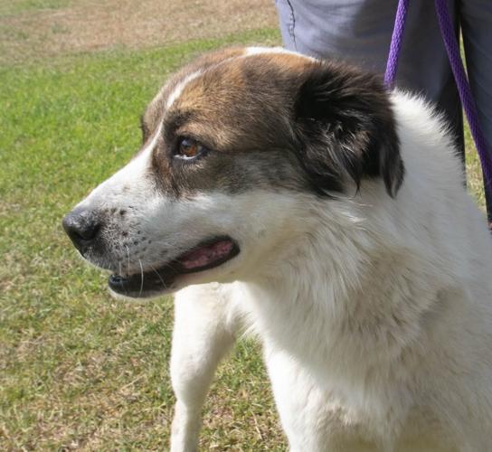 Photos: Craven-Pamlico pets of the week | Local News | newbernsj.com