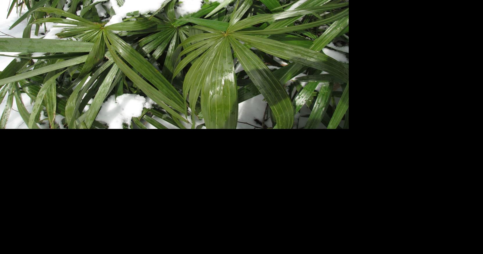 Tom Glasgow: Tips for determining cold-weather damage on plants ...