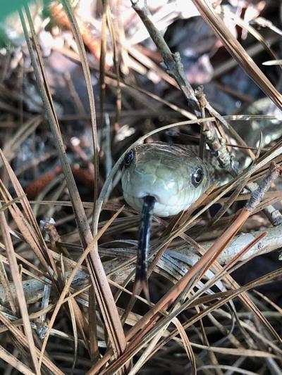 It's snake season, but don't panic | Local News | newbernsj.com