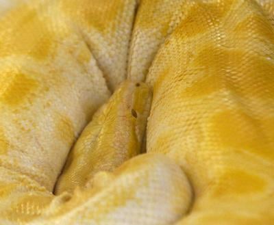Burmese python Butterscotch relocates to new home | Local News ...