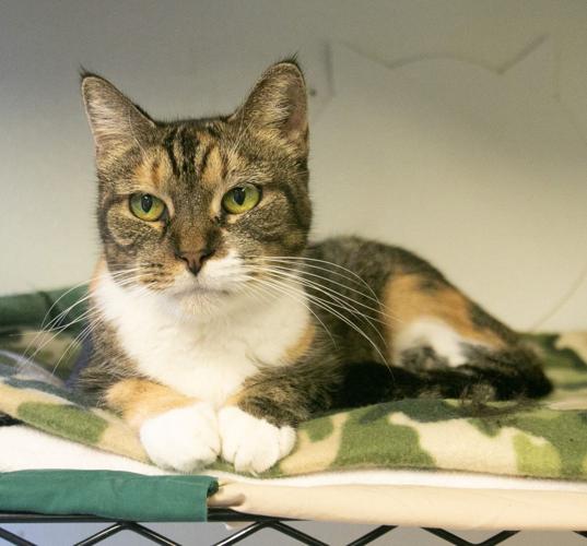 Photos: Colonial Capital pets of the week | Local News | newbernsj.com