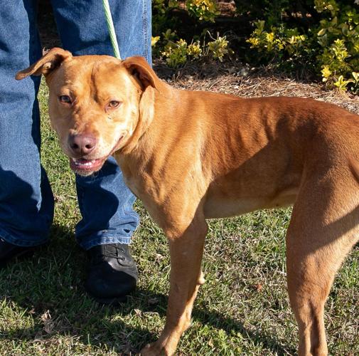 PHOTOS: Craven-Pamlico pets of the week | Local News | newbernsj.com