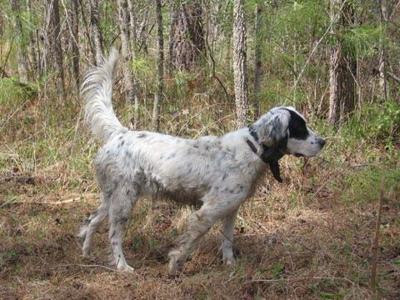 Outdoors column: The English setter - a classic gun dog | Sports ...