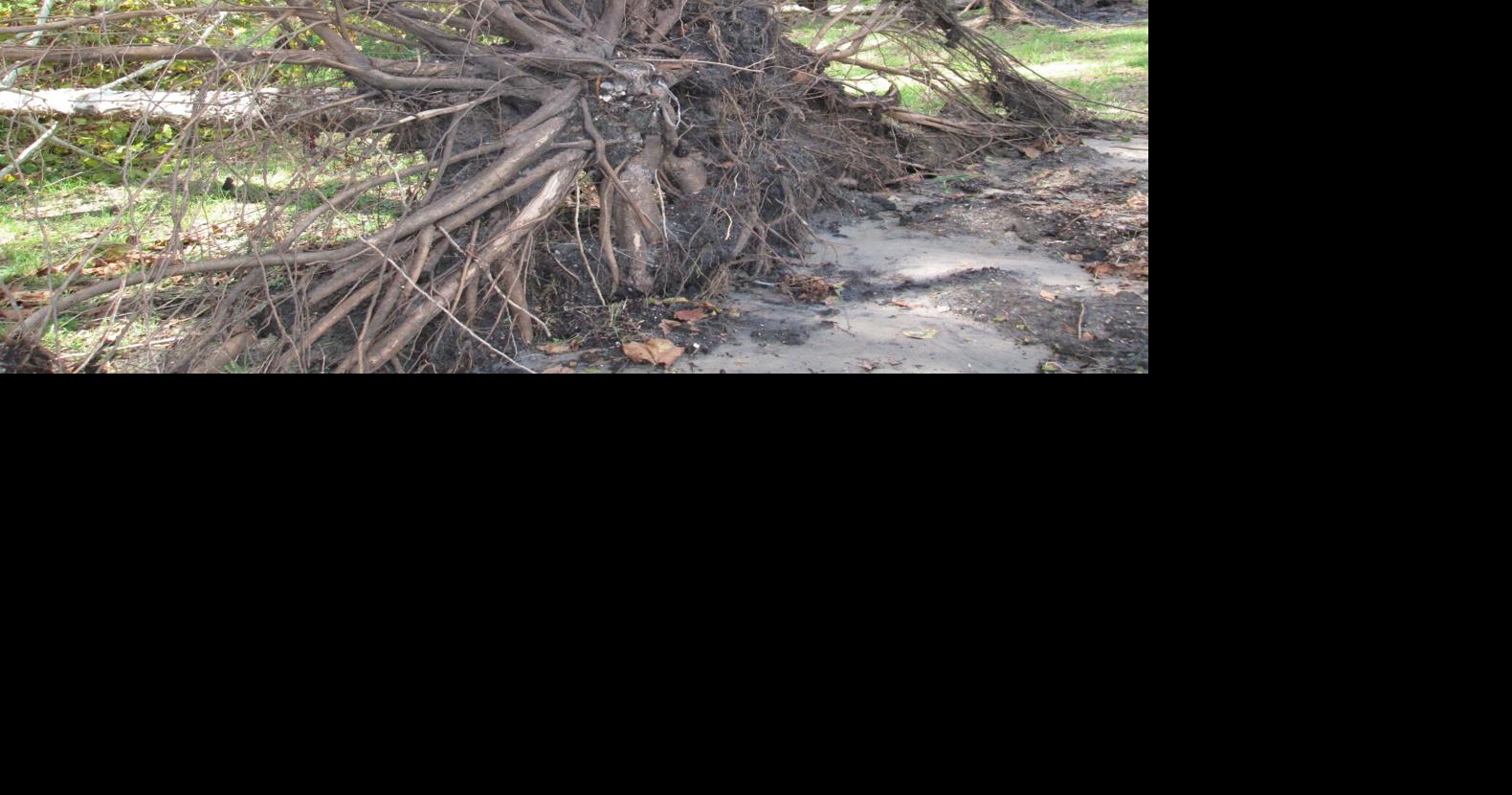 Tree root systems provide stability | Local News | newbernsj.com