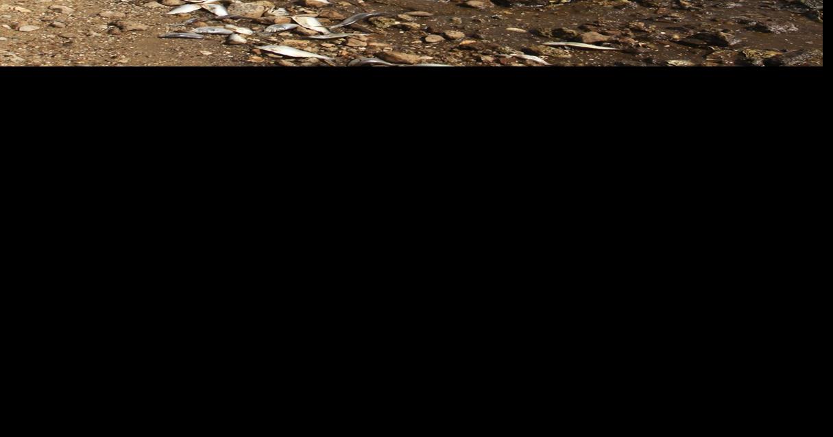 Fish kill observed in Neuse River | Local News | newbernsj.com
